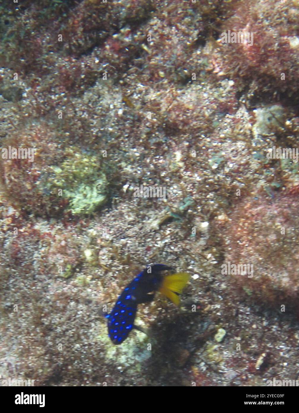 Yellowtail Damselfish (Microspathodon chrysurus Stock Photo - Alamy