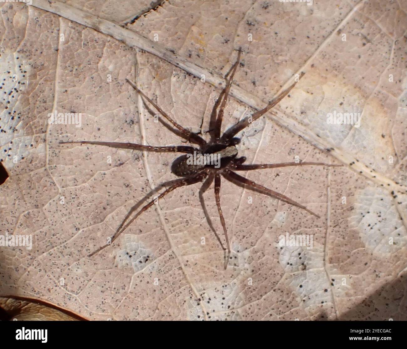 Thin-legged Wolf Spiders (Pardosa Stock Photo - Alamy