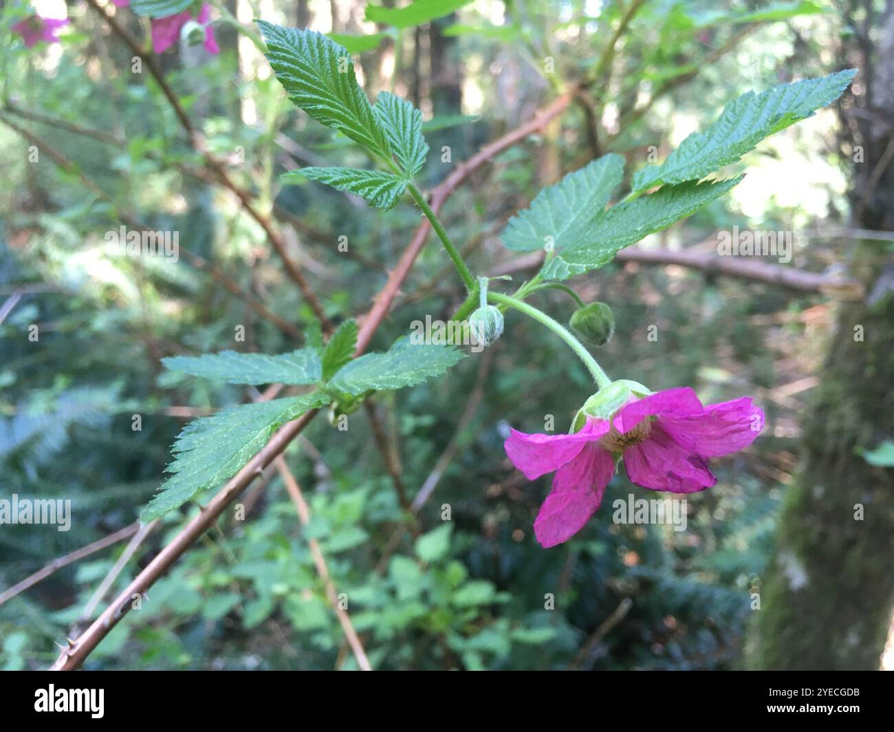 Salmonberry (Rubus spectabilis Stock Photo - Alamy