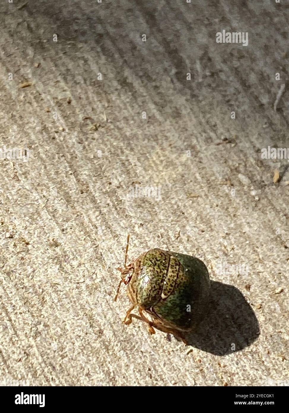 Kudzu Bug (Megacopta cribraria Stock Photo - Alamy