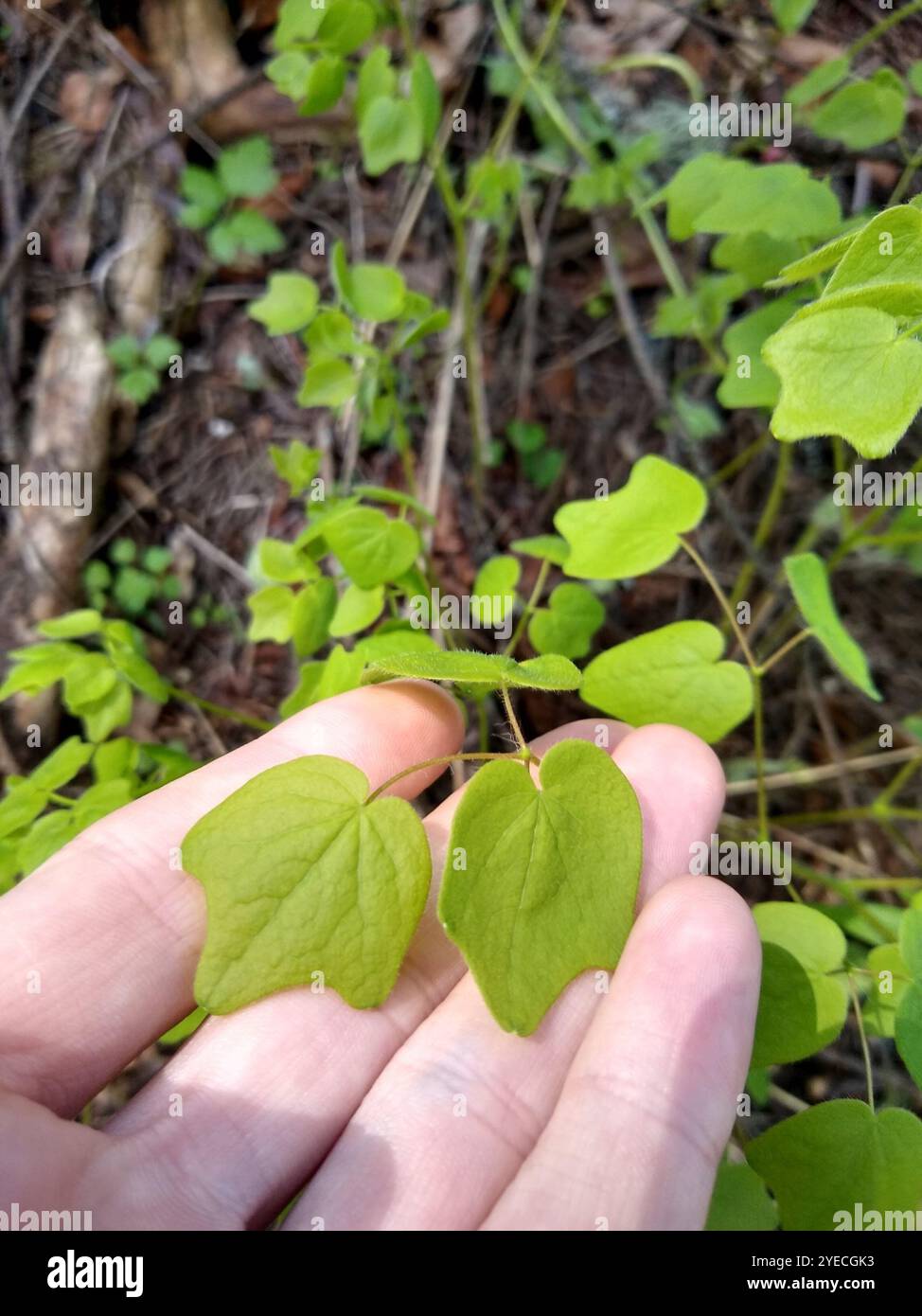 White Inside-out Flower (Vancouveria hexandra Stock Photo - Alamy