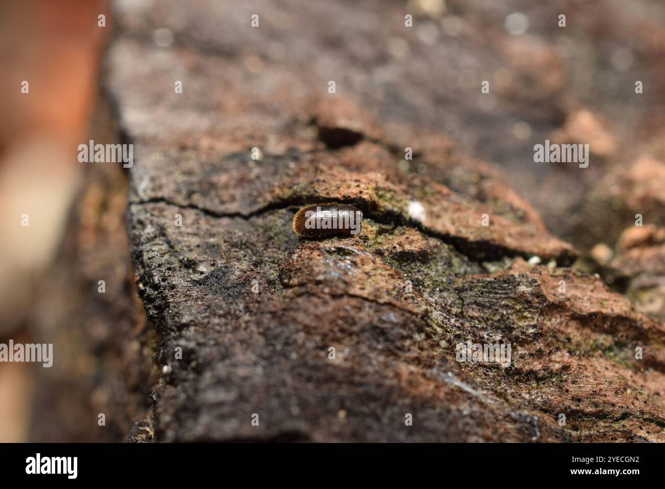 Shelf Fungus Beetles (Ciidae Stock Photo - Alamy