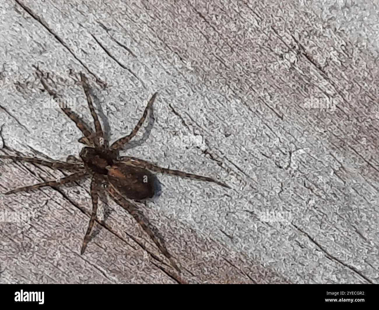 Thin-legged Wolf Spiders (Pardosa Stock Photo - Alamy