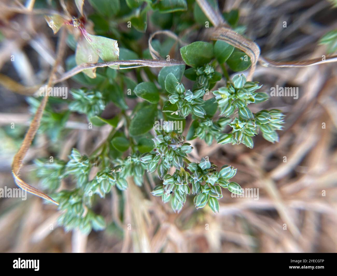 fourleaf manyseed (Polycarpon tetraphyllum Stock Photo - Alamy