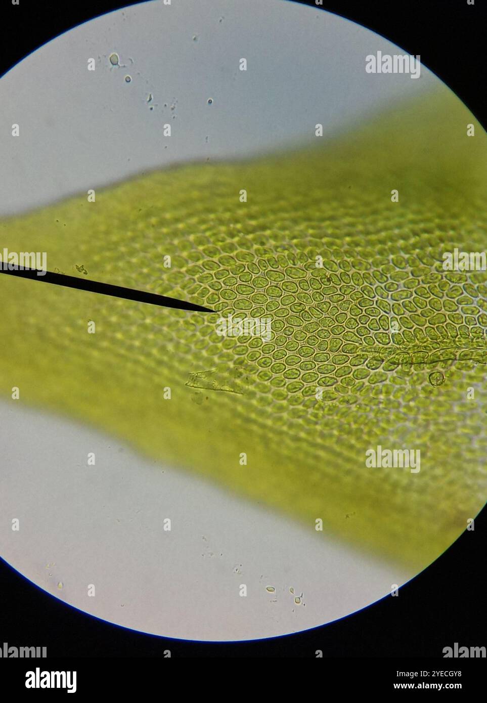 Lateral Cryphaea (Cryphaea heteromalla Stock Photo - Alamy