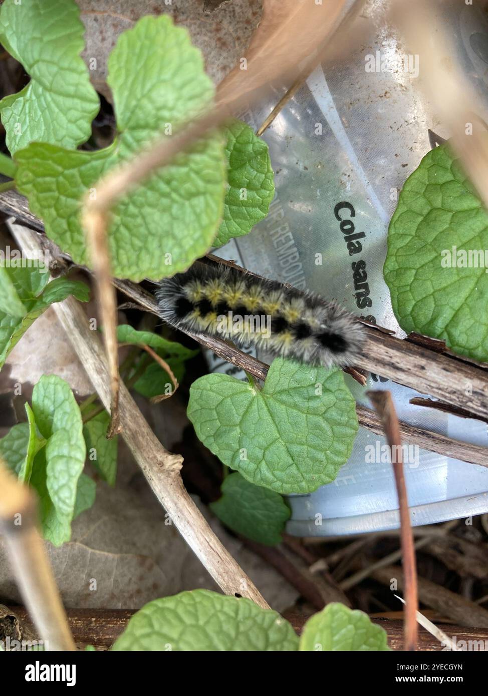 Virginia Ctenucha Moth (Ctenucha virginica Stock Photo - Alamy