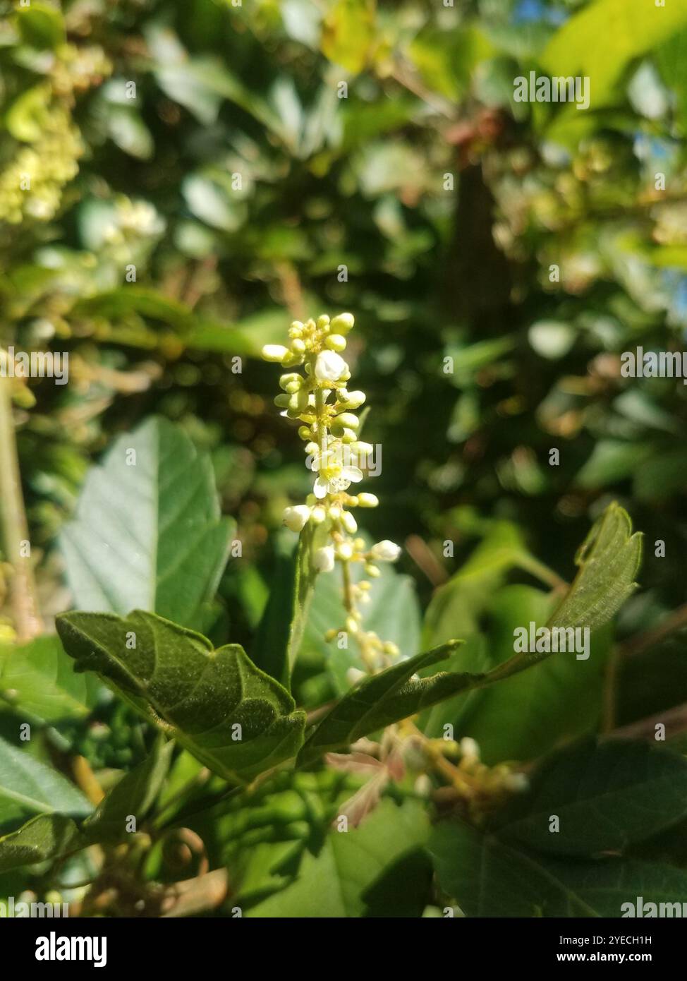 Allophylus hi-res stock photography and images - Alamy