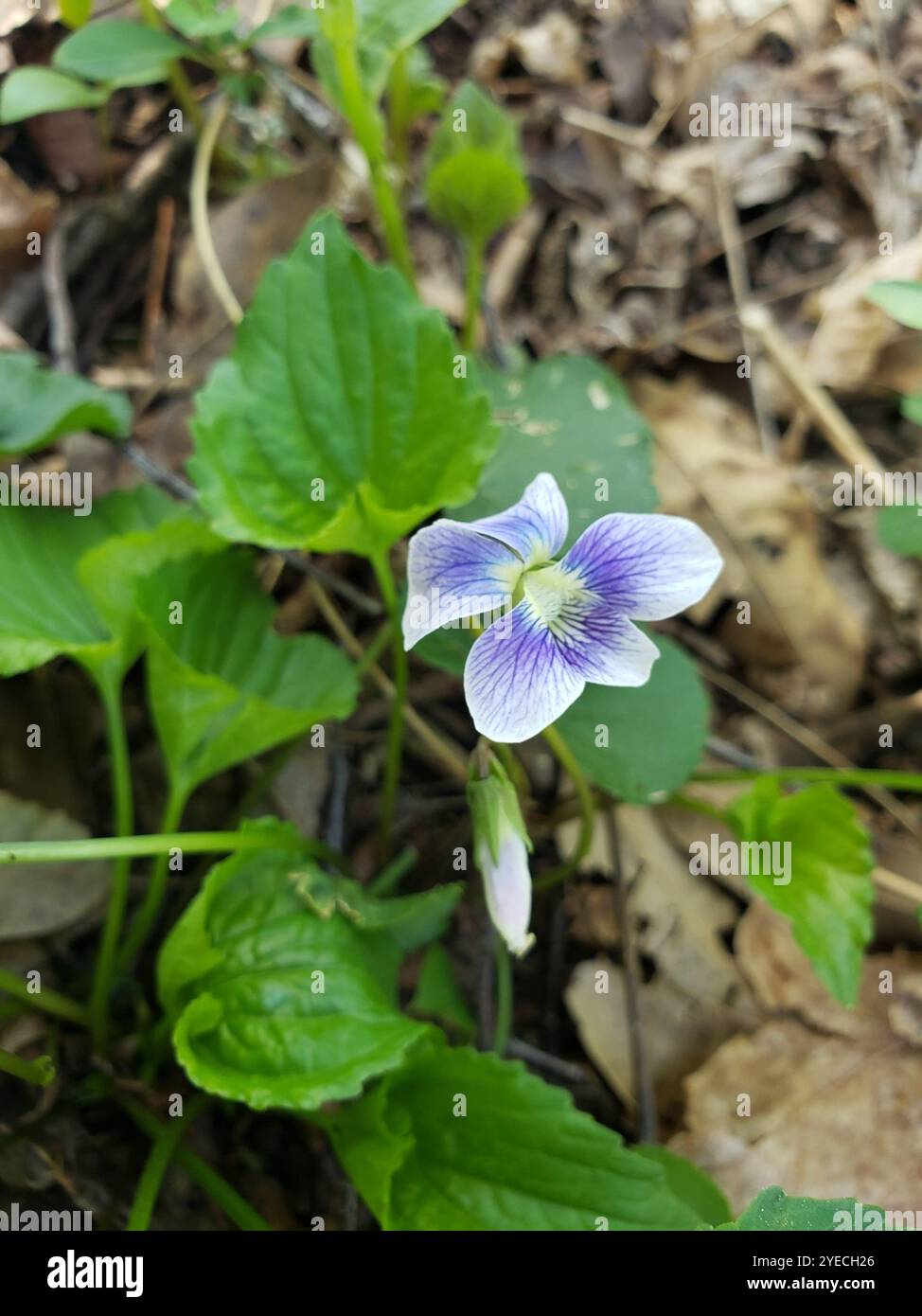 Confederate violet (Viola sororia priceana Stock Photo - Alamy