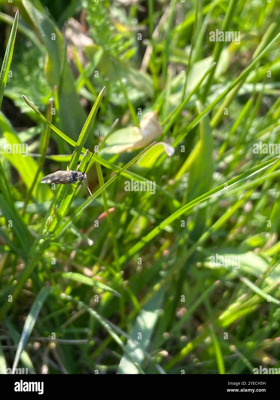 Grannom Caddisflies (Brachycentrus Stock Photo - Alamy