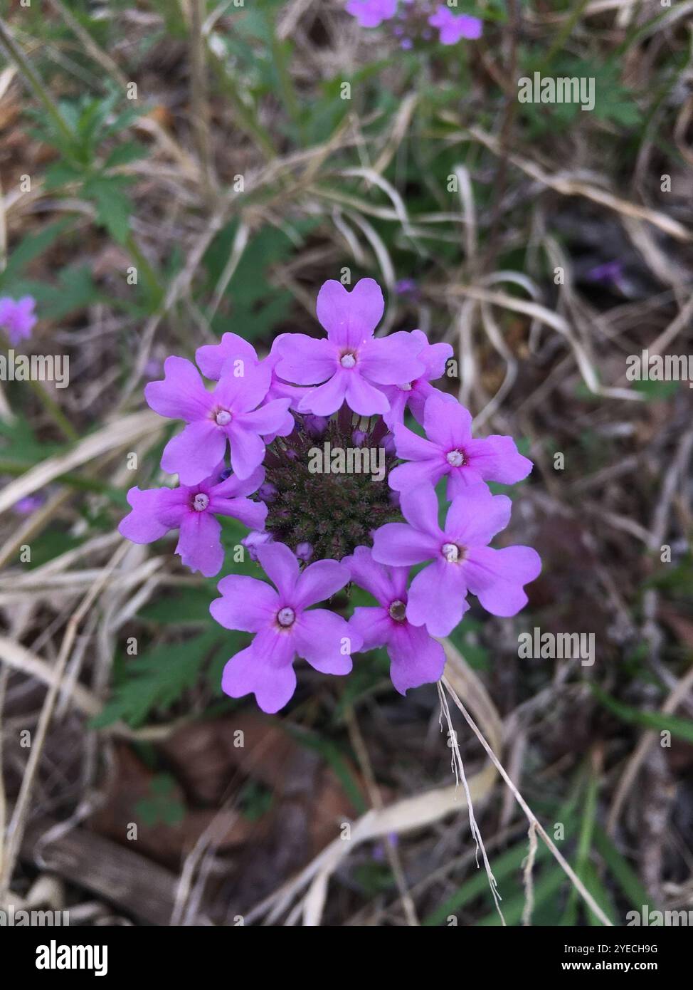 rose vervain (Glandularia canadensis Stock Photo - Alamy