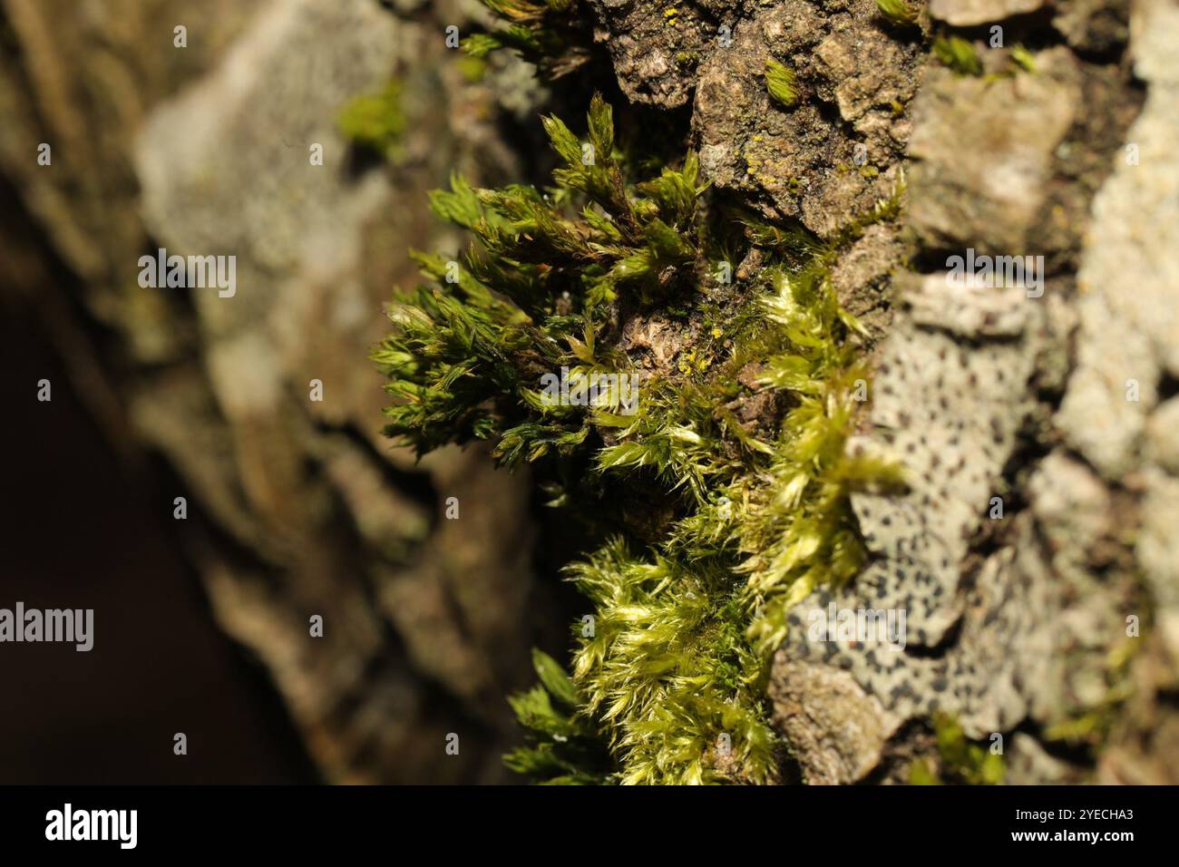 Wood Bristle-moss (Lewinskya affinis Stock Photo - Alamy