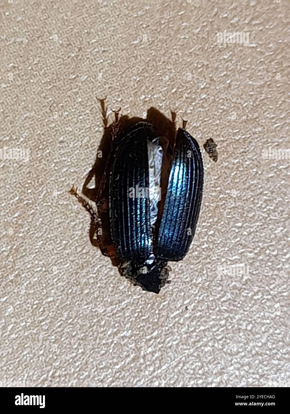 Ground Beetles (Carabidae Stock Photo - Alamy