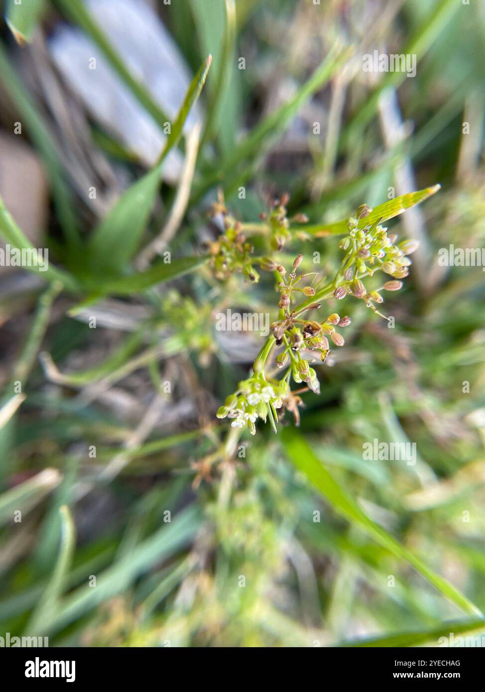 Polycarpon tetraphyllum hi-res stock photography and images - Alamy