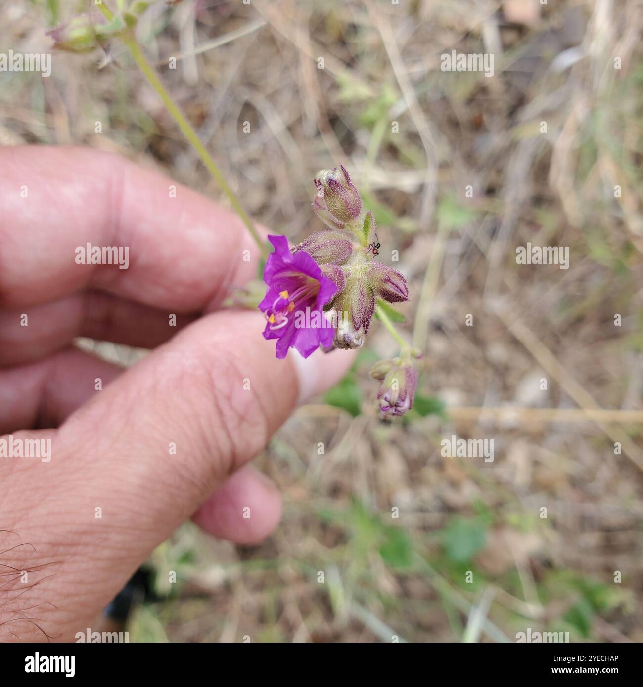 Wishbone Bush (Mirabilis laevis Stock Photo - Alamy