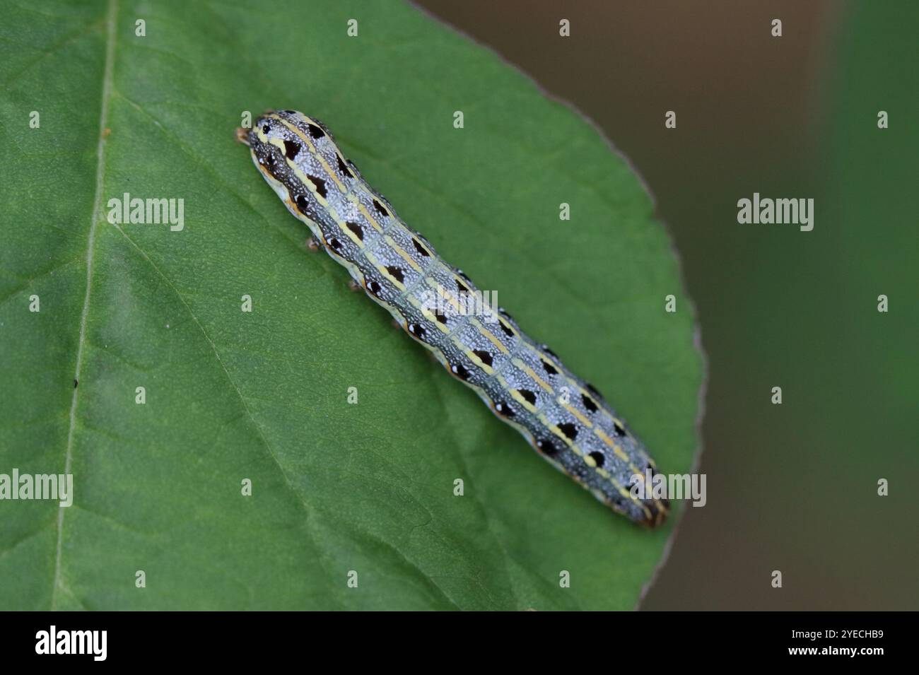 Armyworm Moths (Spodoptera Stock Photo - Alamy