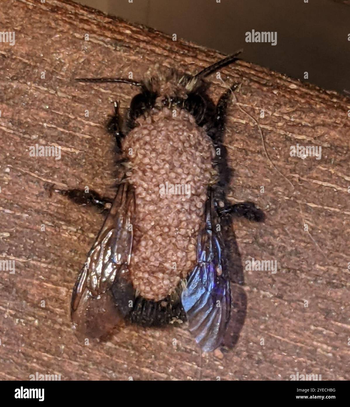 Western Blue Orchard Bee (Osmia lignaria propinqua Stock Photo - Alamy