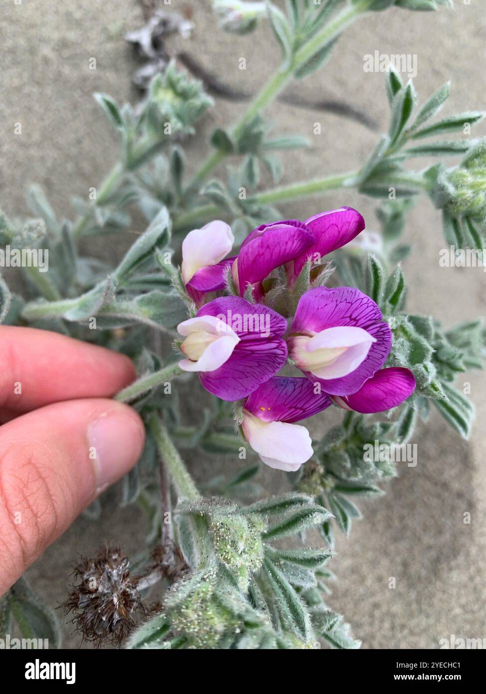 silky beach pea (Lathyrus littoralis Stock Photo - Alamy