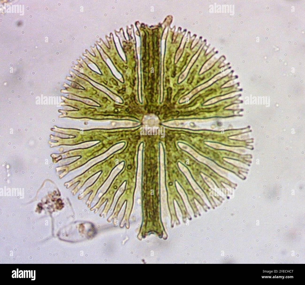 Micrasterias hi-res stock photography and images - Alamy