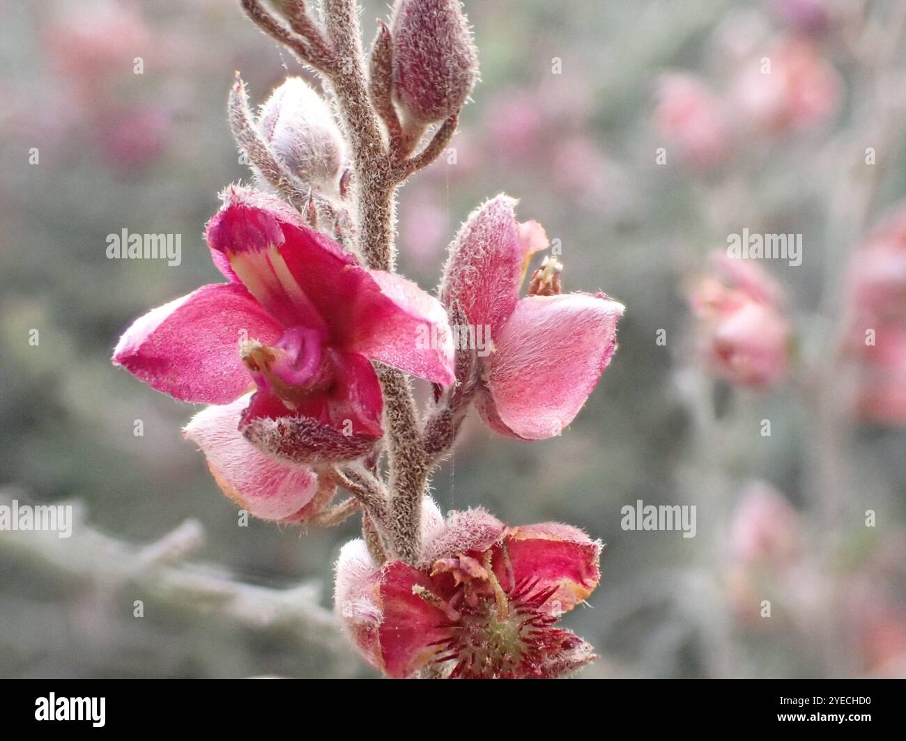 Rhatany hi-res stock photography and images - Alamy