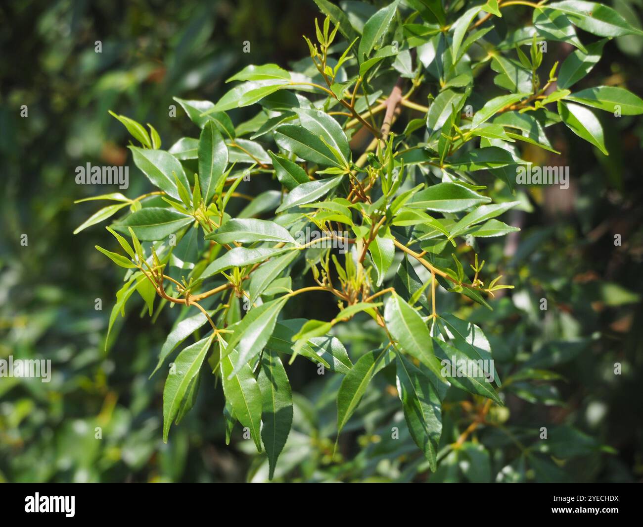 orange climber (Zanthoxylum asiaticum Stock Photo - Alamy