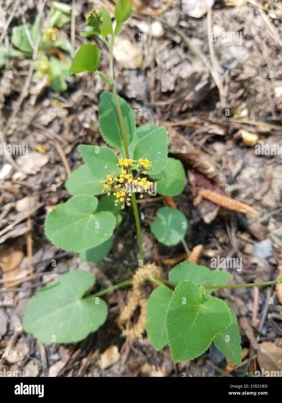 heart-leaf golden Alexanders (Zizia aptera Stock Photo - Alamy