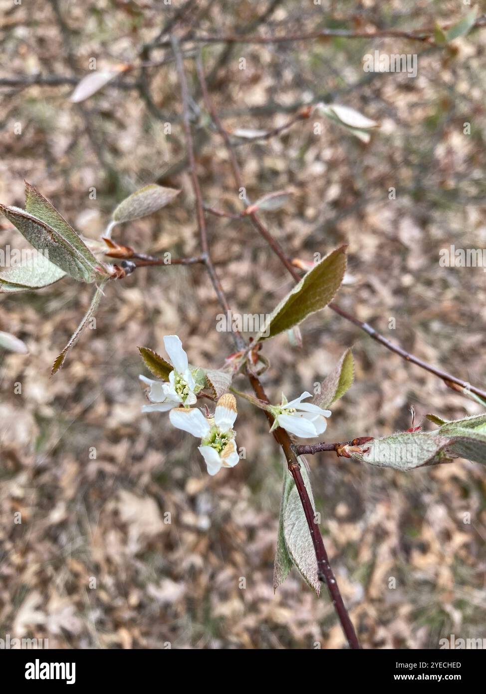 common serviceberry (Amelanchier arborea Stock Photo - Alamy