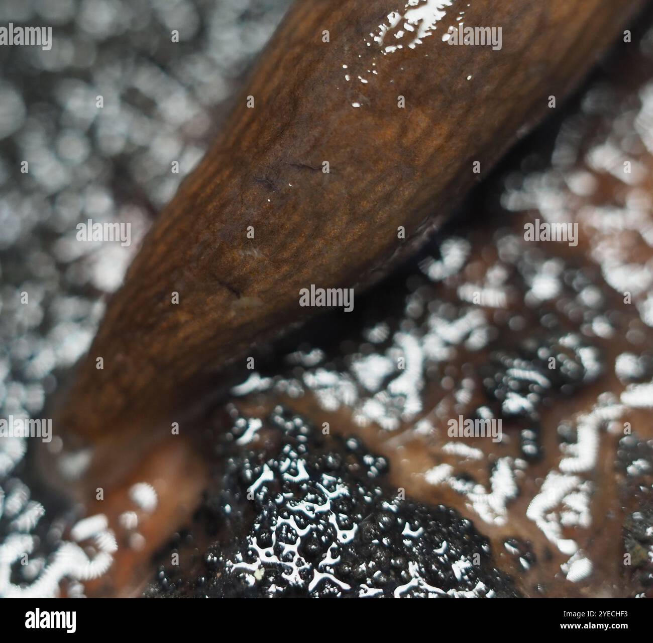 Western Dusky Slug (Arion subfuscus Stock Photo - Alamy