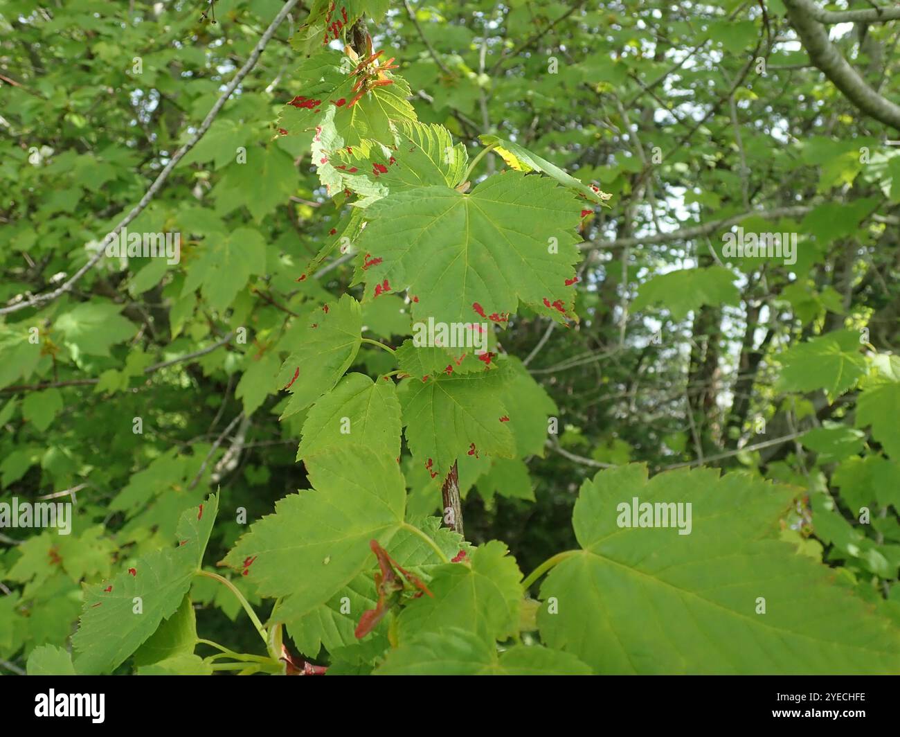 Felt mite hi-res stock photography and images - Alamy