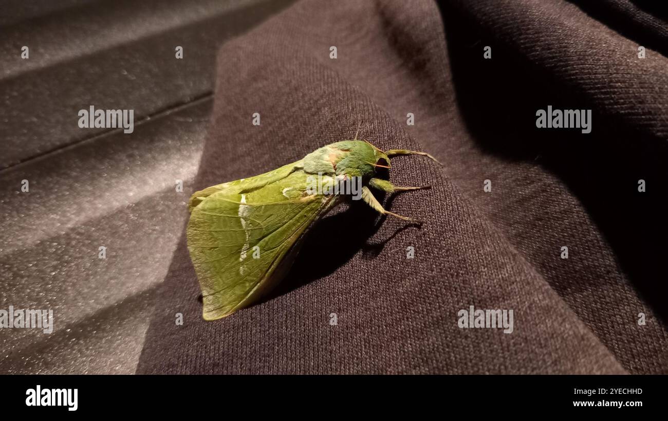 Puriri moth (Aenetus virescens Stock Photo - Alamy