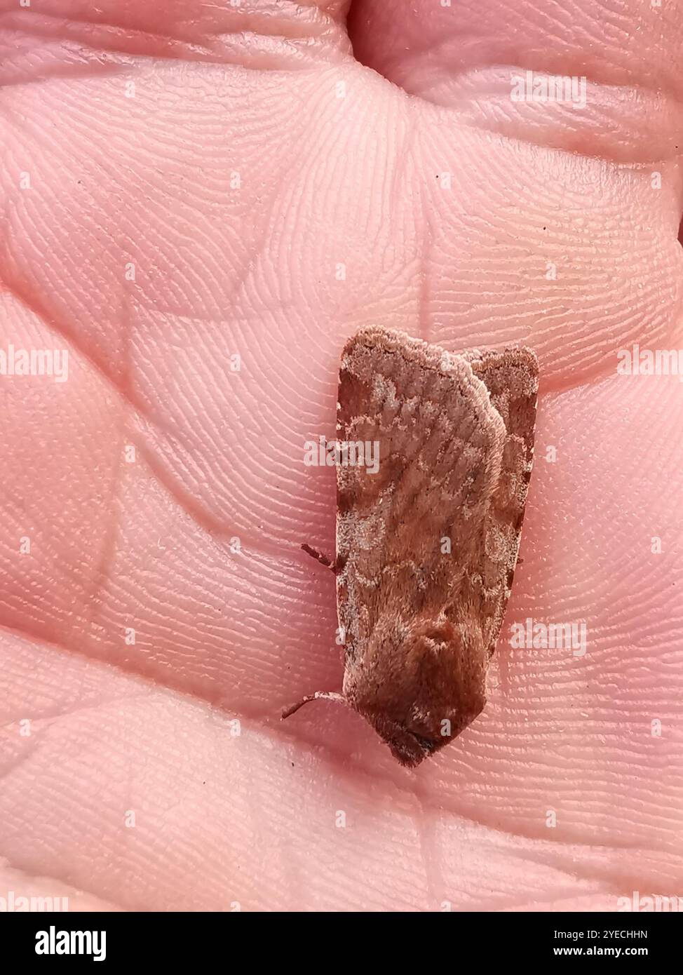 Red Chestnut (Cerastis rubricosa Stock Photo - Alamy