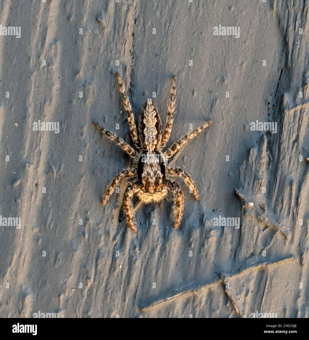 California Flattened Jumping Spider (Platycryptus californicus Stock Photo - Alamy