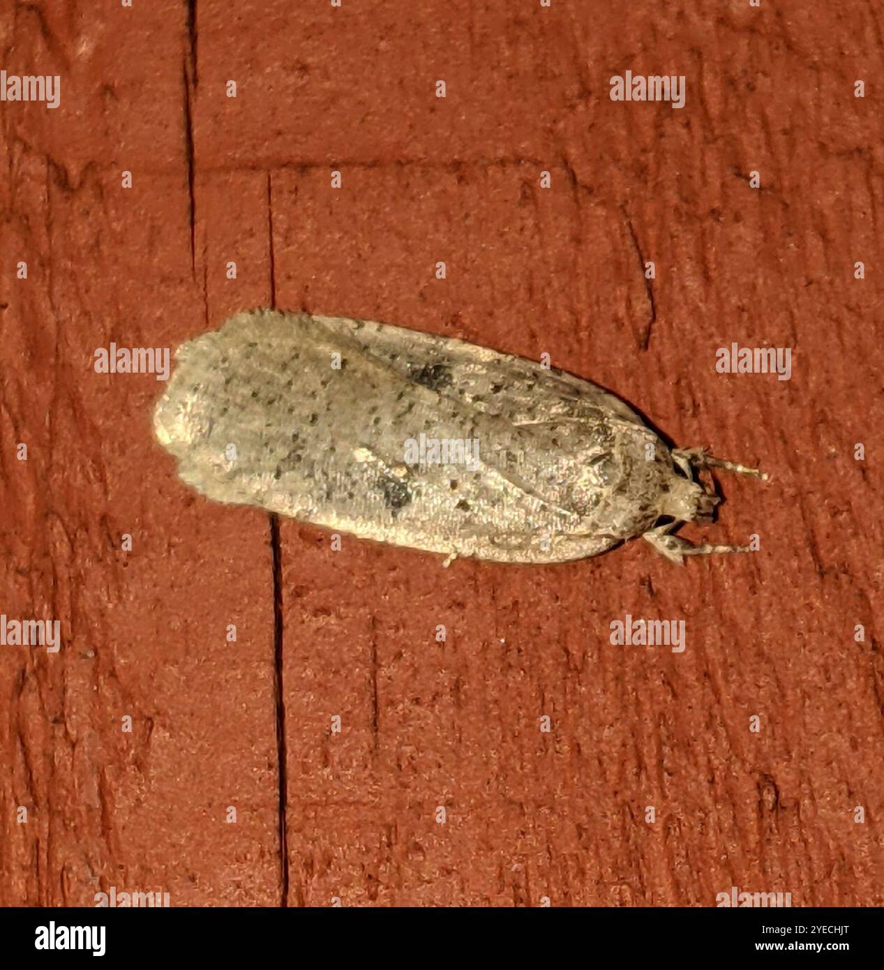 Canadian Agonopterix Moth (Agonopterix canadensis Stock Photo - Alamy