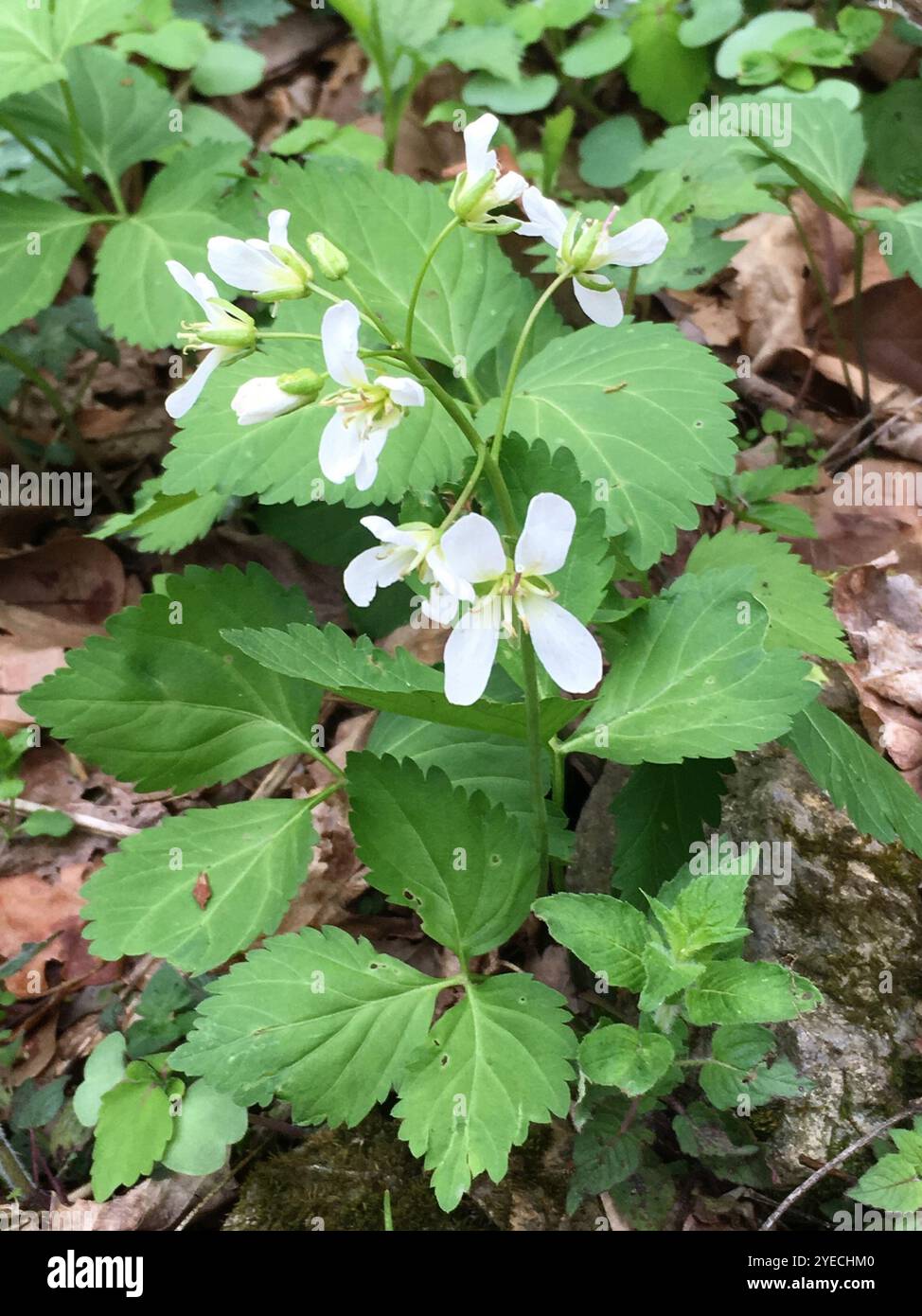 Two-leaved Toothwort (Cardamine diphylla Stock Photo - Alamy