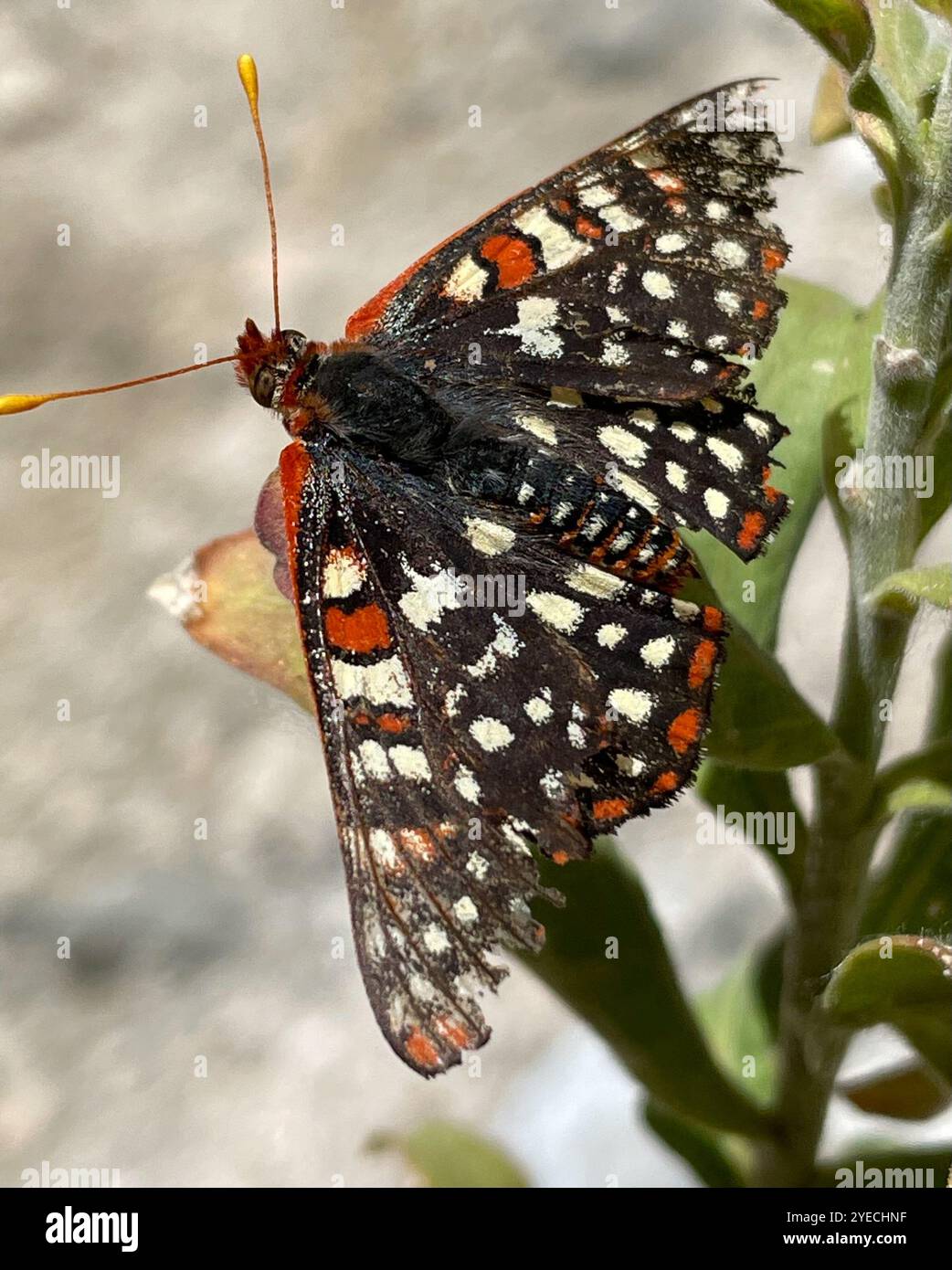 Variable Checkerspot (Euphydryas chalcedona Stock Photo - Alamy