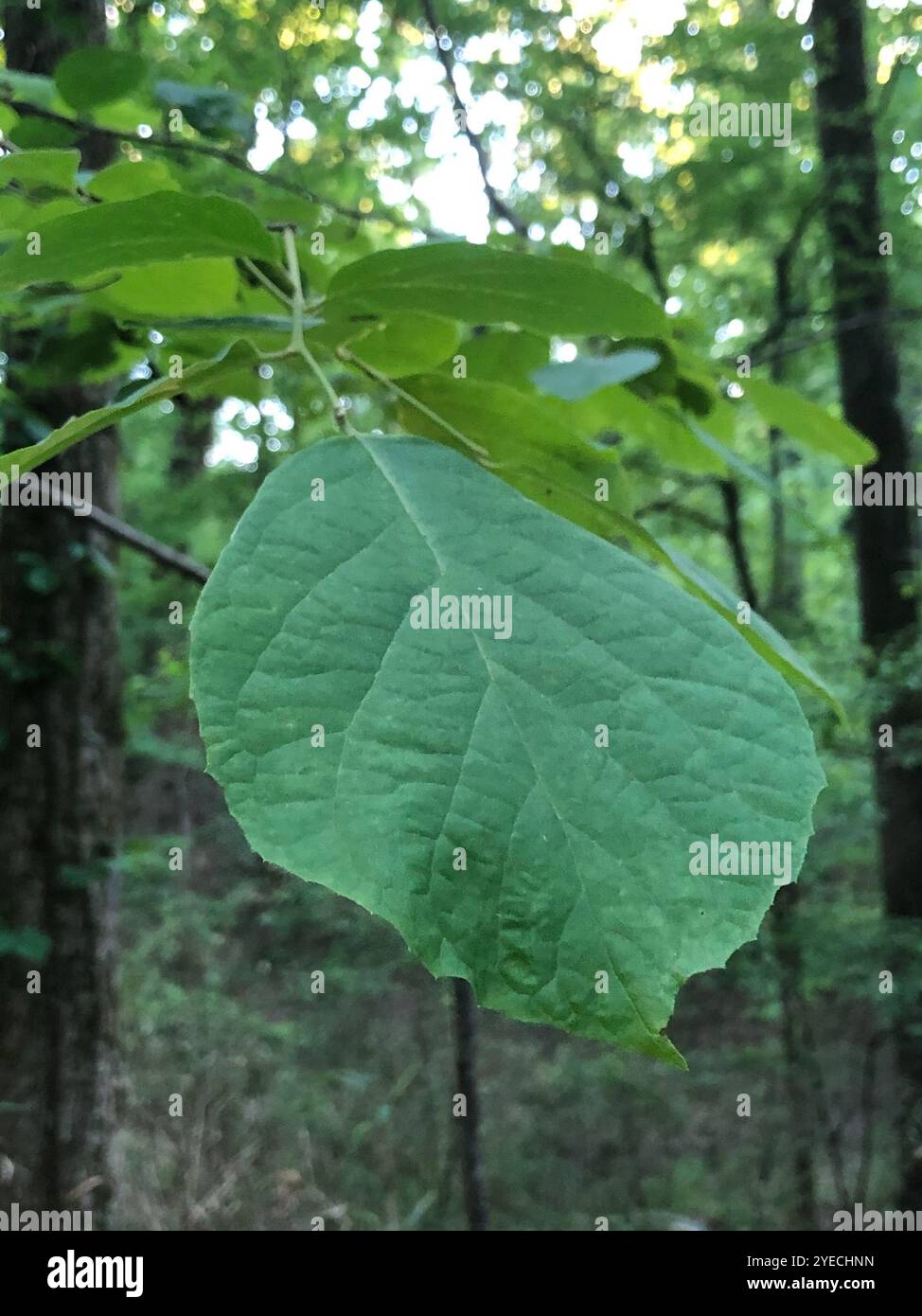 Styrax grandifolius hi-res stock photography and images - Alamy