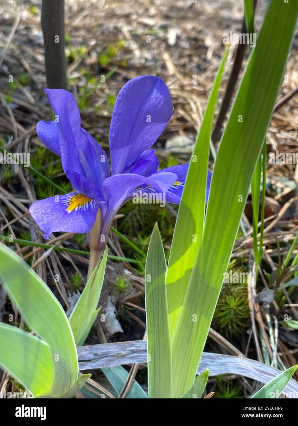 Iris verna hi-res stock photography and images - Alamy