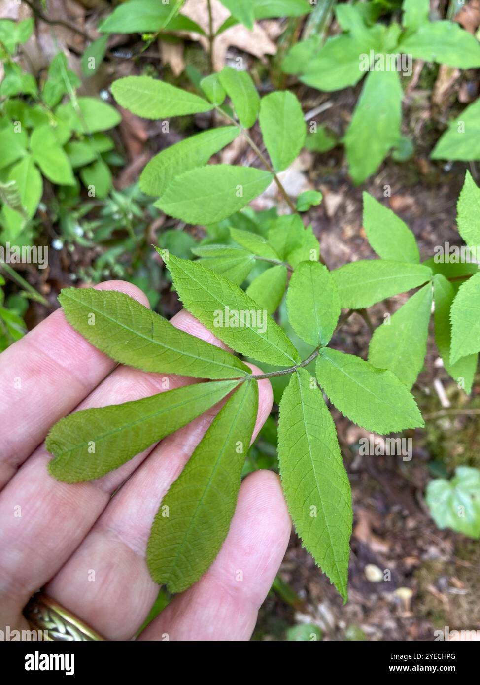 bitternut hickory (Carya cordiformis Stock Photo - Alamy