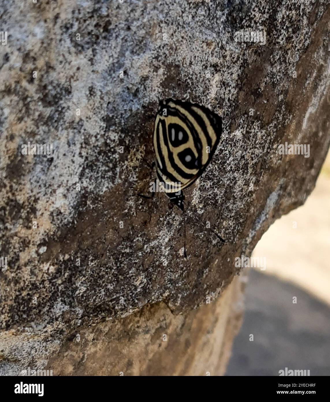 Google-eyed Eighty-eight (Catagramma pyracmon Stock Photo - Alamy