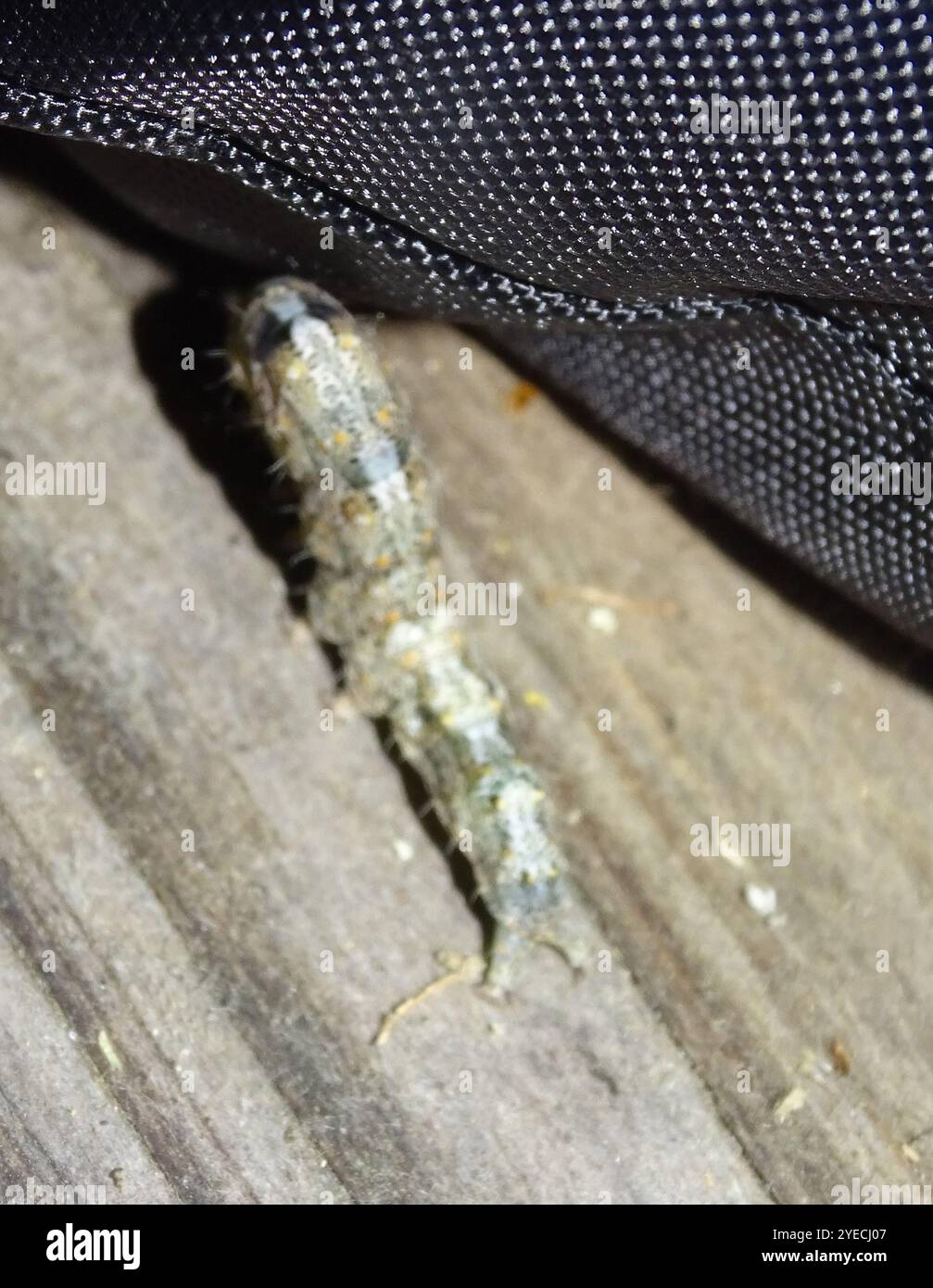 Live Oak Metria Moth (Metria amella Stock Photo - Alamy