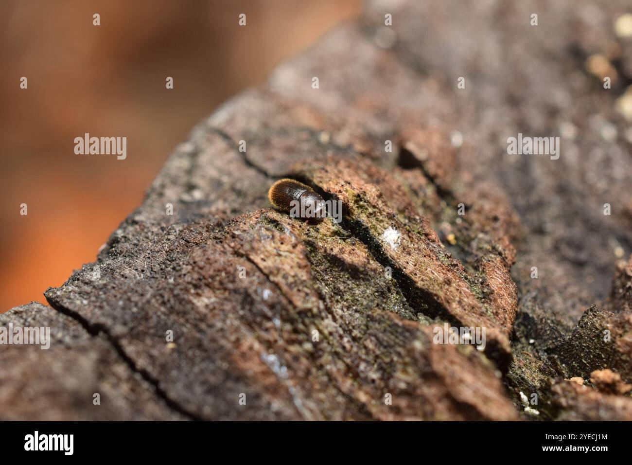 Shelf Fungus Beetles (Ciidae Stock Photo - Alamy