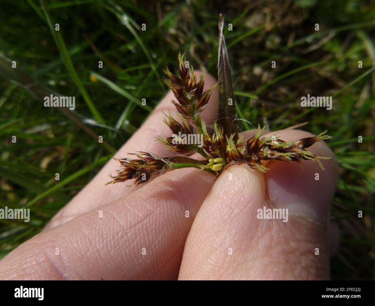 Field woodrush (Luzula campestris Stock Photo - Alamy