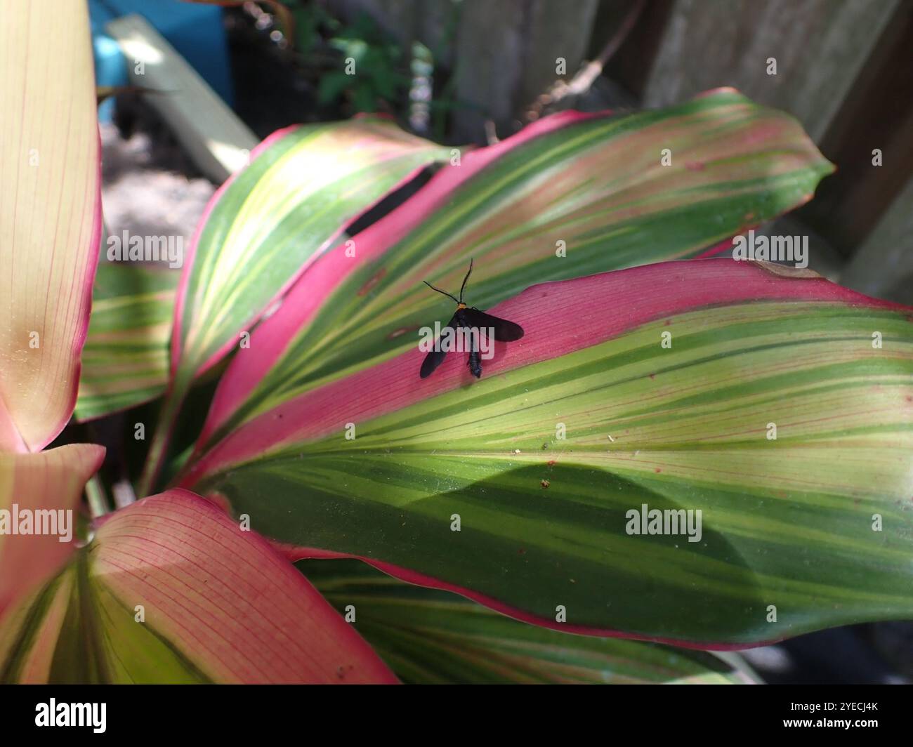 Grapeleaf Skeletonizer Moth (Harrisina americana Stock Photo - Alamy