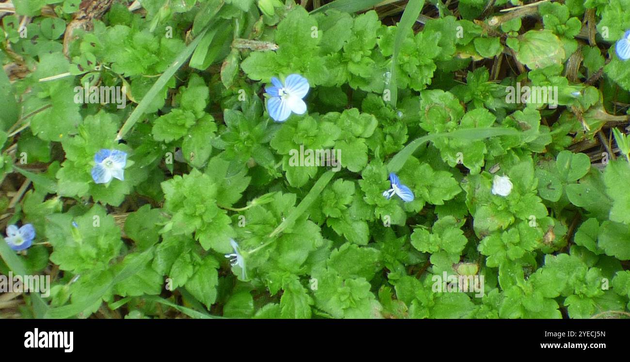 bird's-eye speedwell (Veronica persica Stock Photo - Alamy