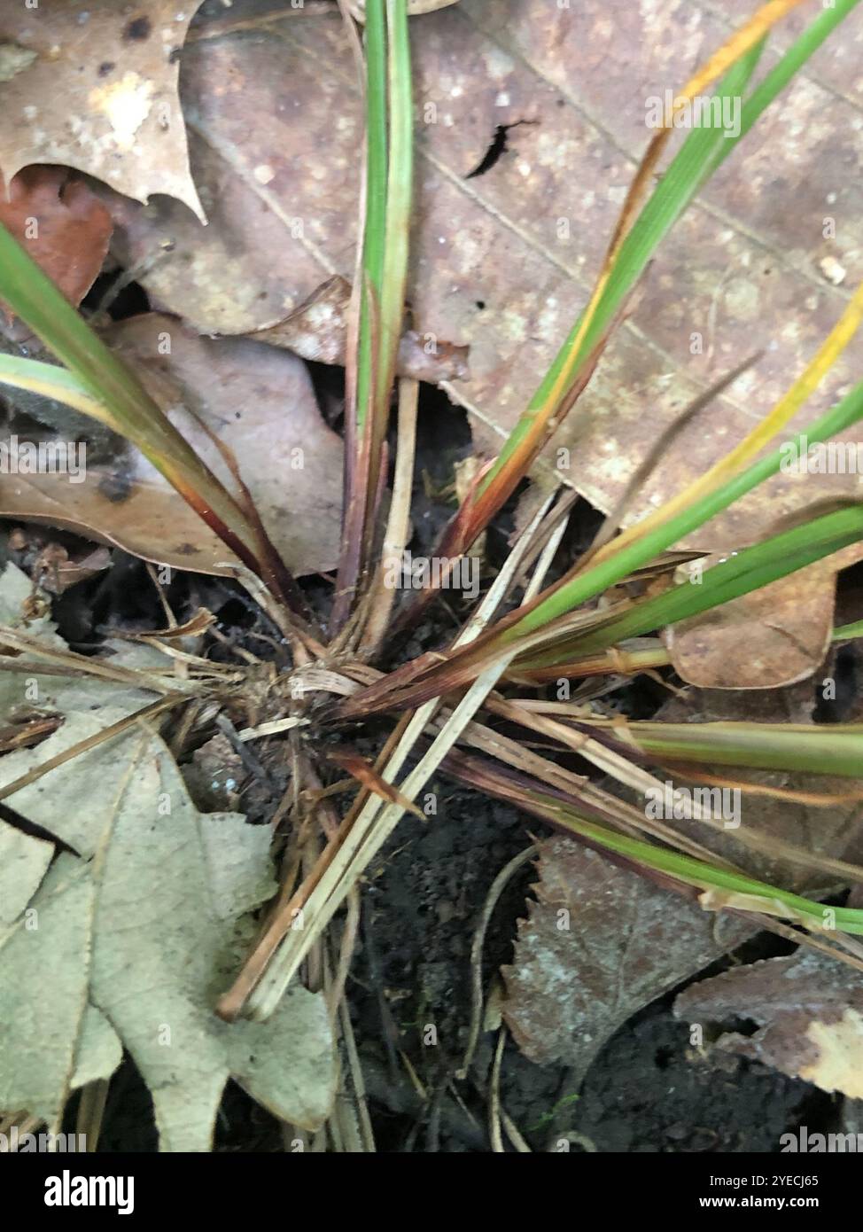 flat-spiked sedge (Carex planispicata Stock Photo - Alamy