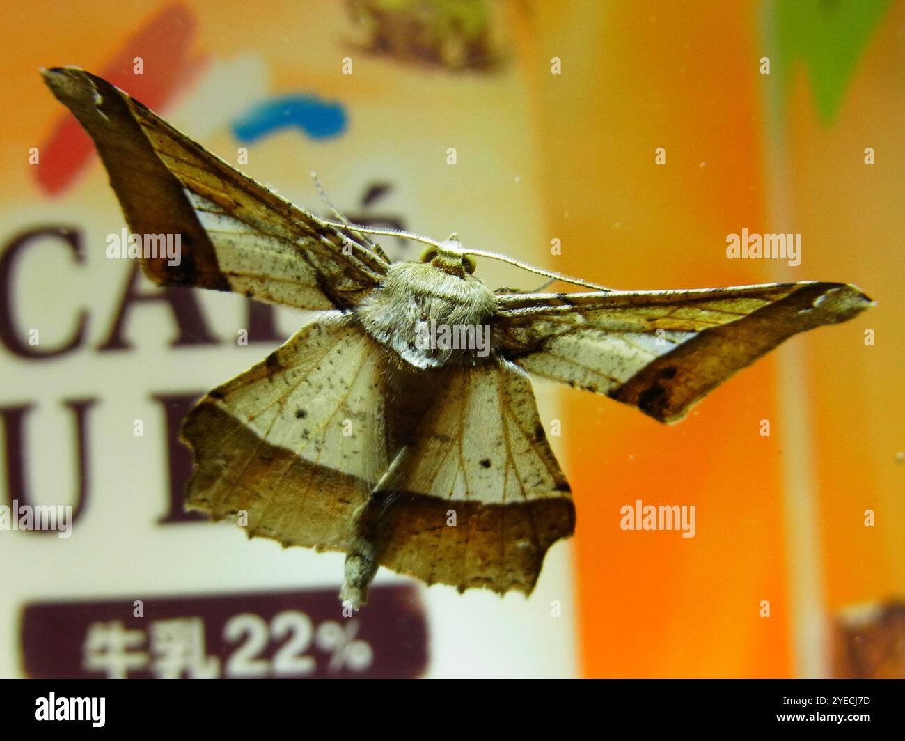 Krananda hi-res stock photography and images - Alamy