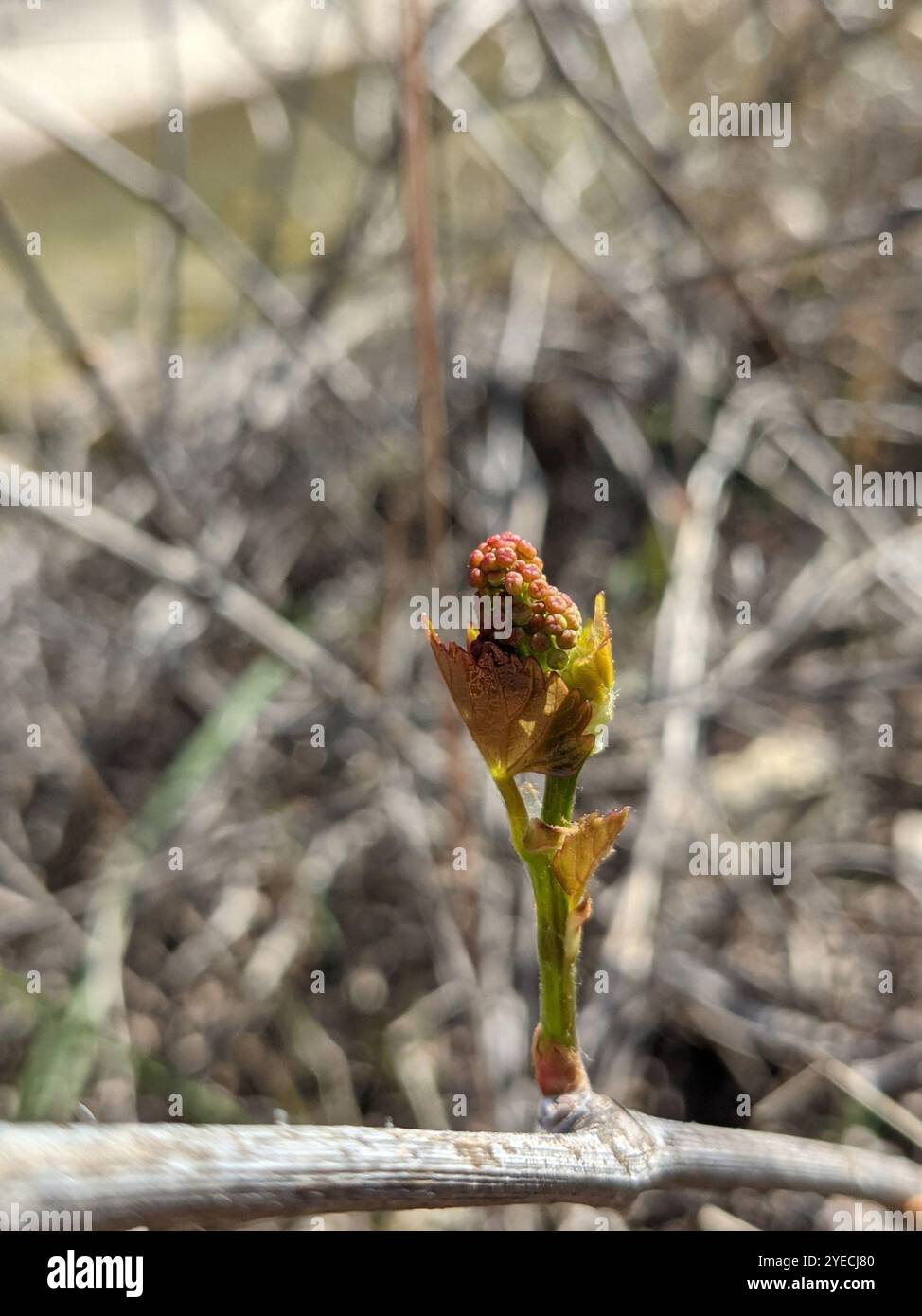sand grape (Vitis rupestris Stock Photo - Alamy