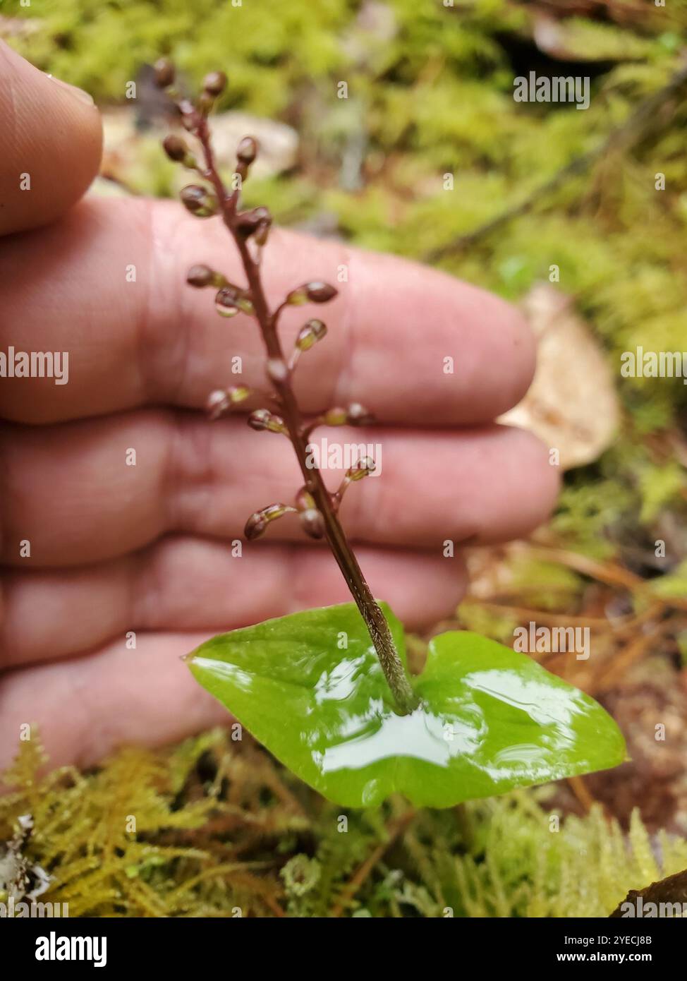 Heartleaf Twayblade (Neottia cordata Stock Photo - Alamy