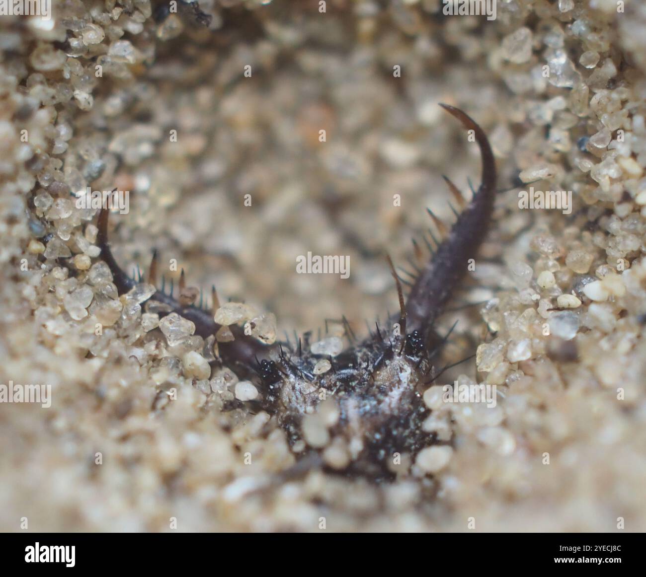 Immaculate Antlion (Myrmeleon immaculatus Stock Photo - Alamy