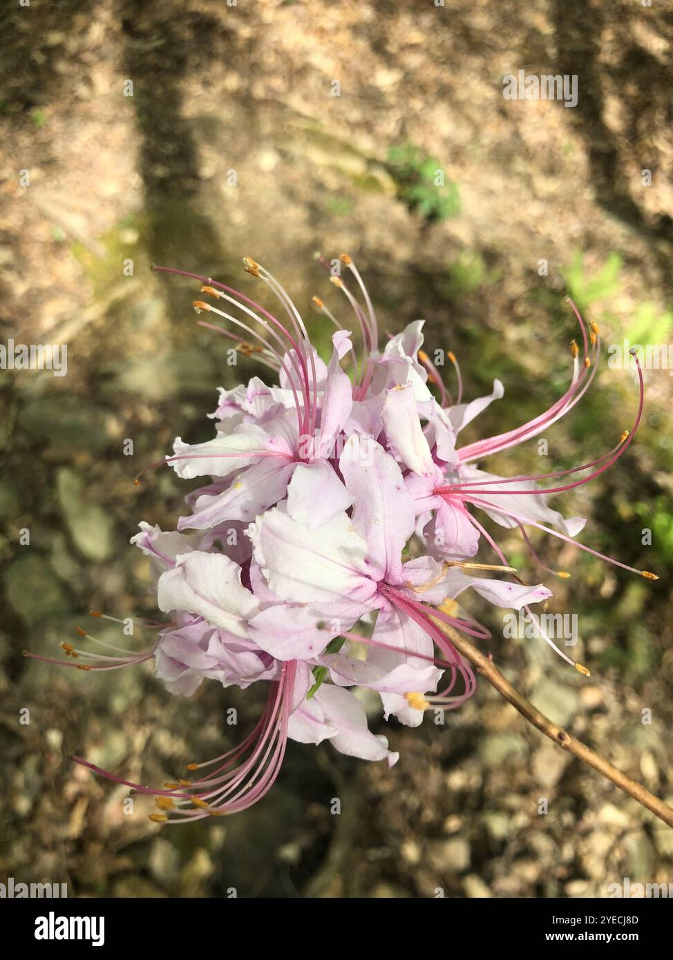 Pinxter Flower (Rhododendron periclymenoides Stock Photo - Alamy