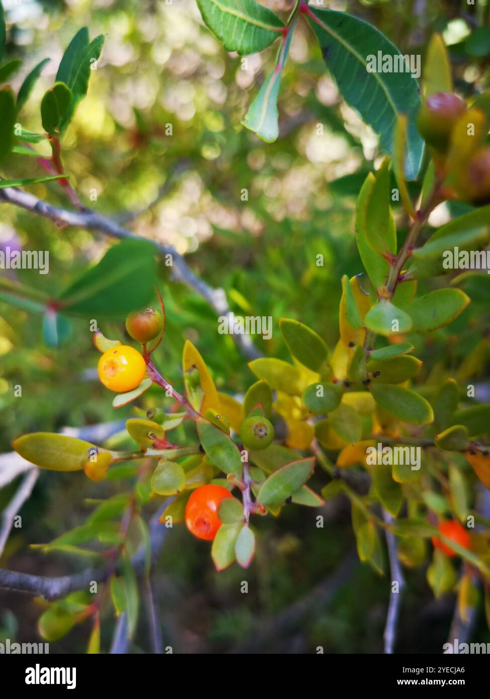Osyris lanceolata hi-res stock photography and images - Alamy